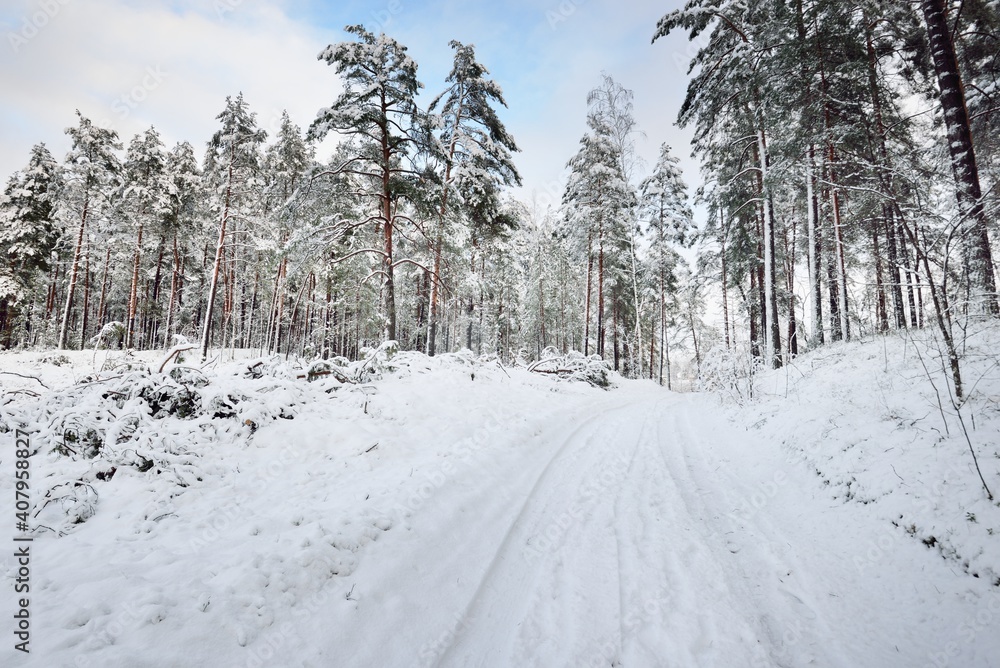 Snow-covered evergreen forest after a blizzard at sunset. Pine, spruce ...