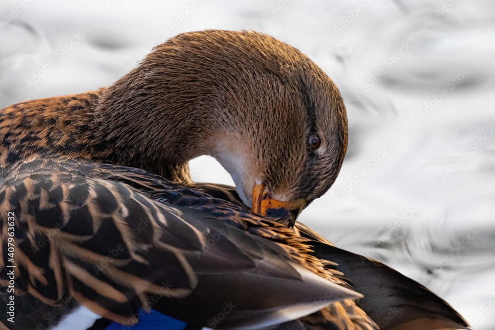 Mallard duck close up looking down with beak buried in its feathers ...