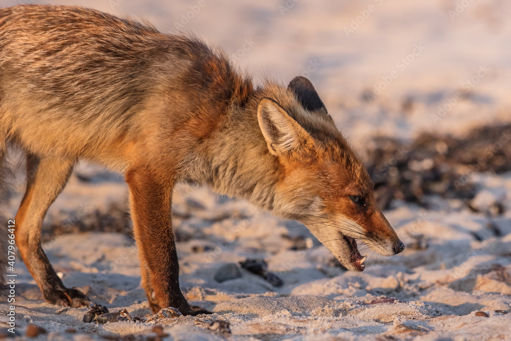 fuchs Stock Photo | Adobe Stock