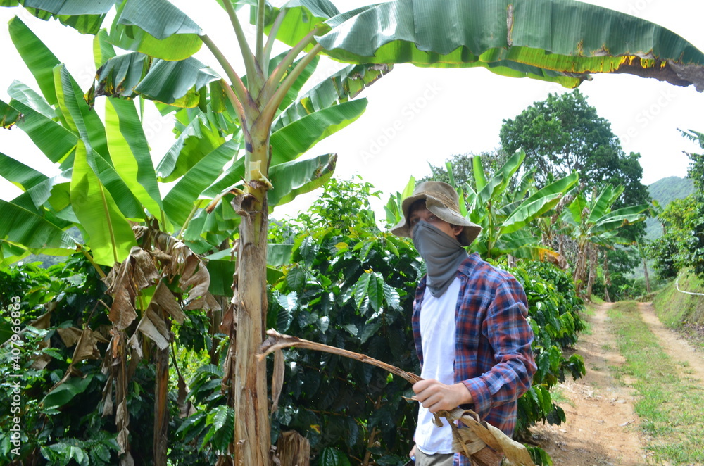 Young male farmer using machete on farm in Puerto Rico. Attractive male ...
