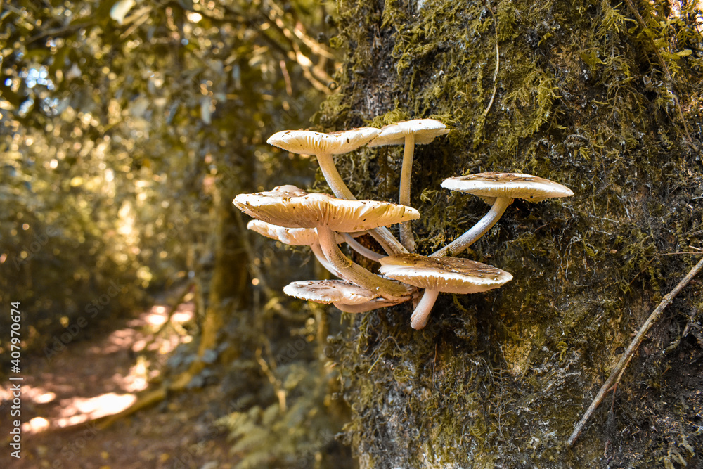 hongos Stock Photo | Adobe Stock