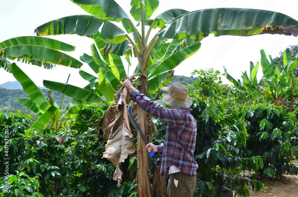 Young male farmer using machete on farm in Puerto Rico. Attractive male ...