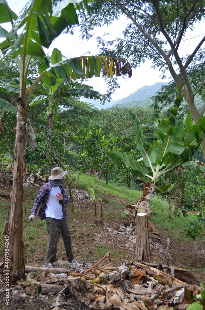 Young male farmer using machete on farm in Puerto Rico. Attractive male ...