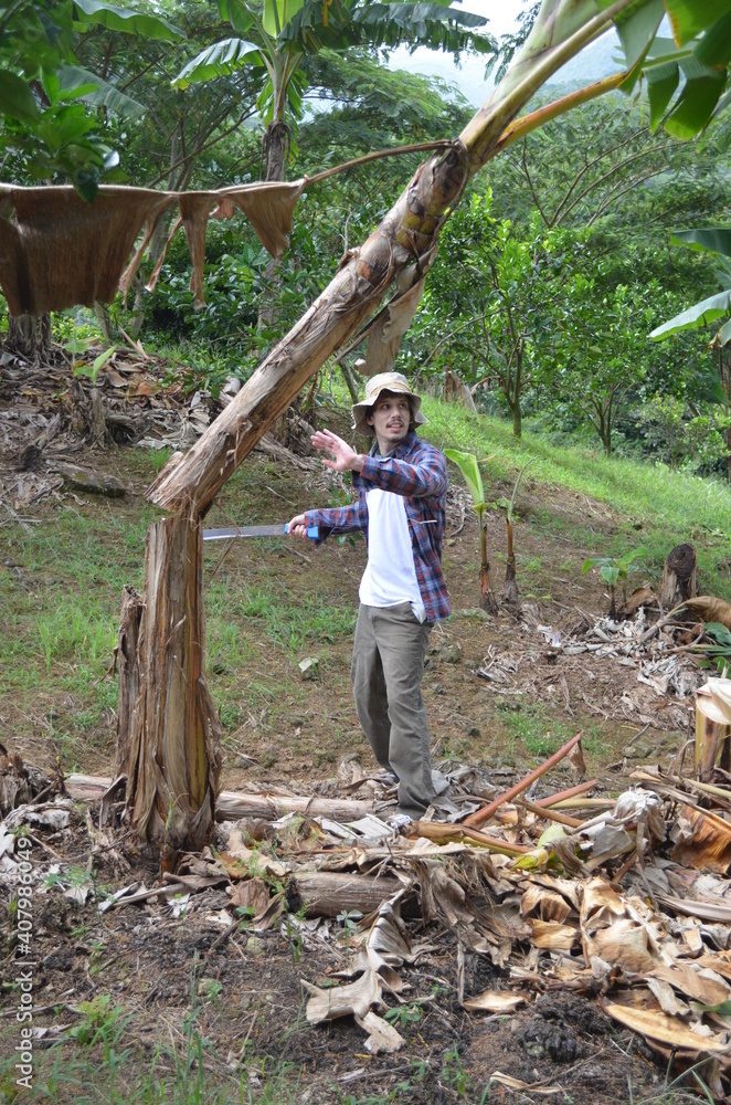 Young male farmer using machete on farm in Puerto Rico. Attractive male ...