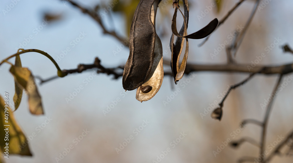 Robinia pseudoacacia, commonly known in its native territory as black ...