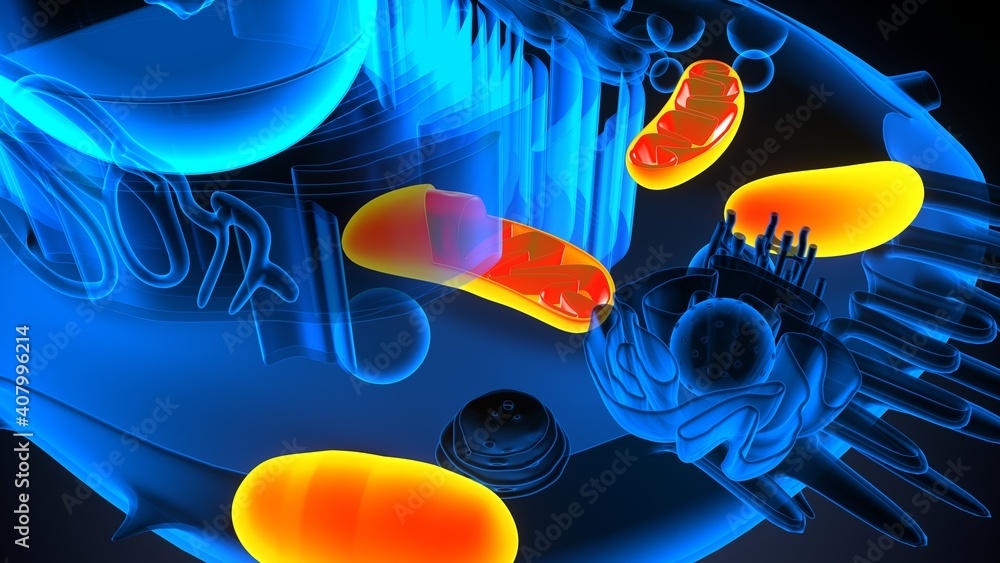 3d illustration of animal cell anatomy Stock Illustration | Adobe Stock