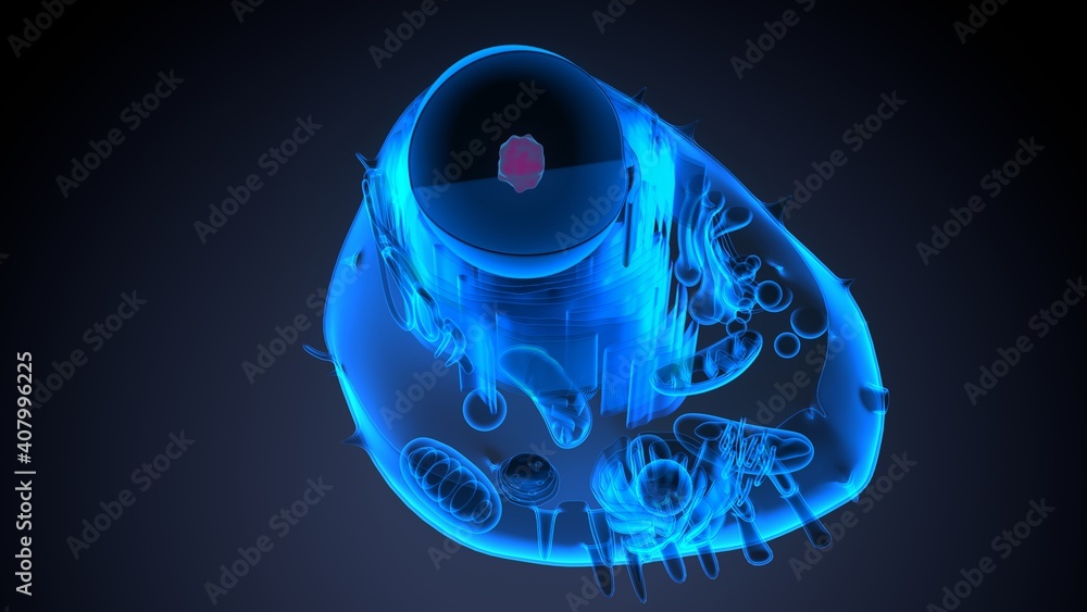 3d illustration of animal cell anatomy Stock Illustration | Adobe Stock