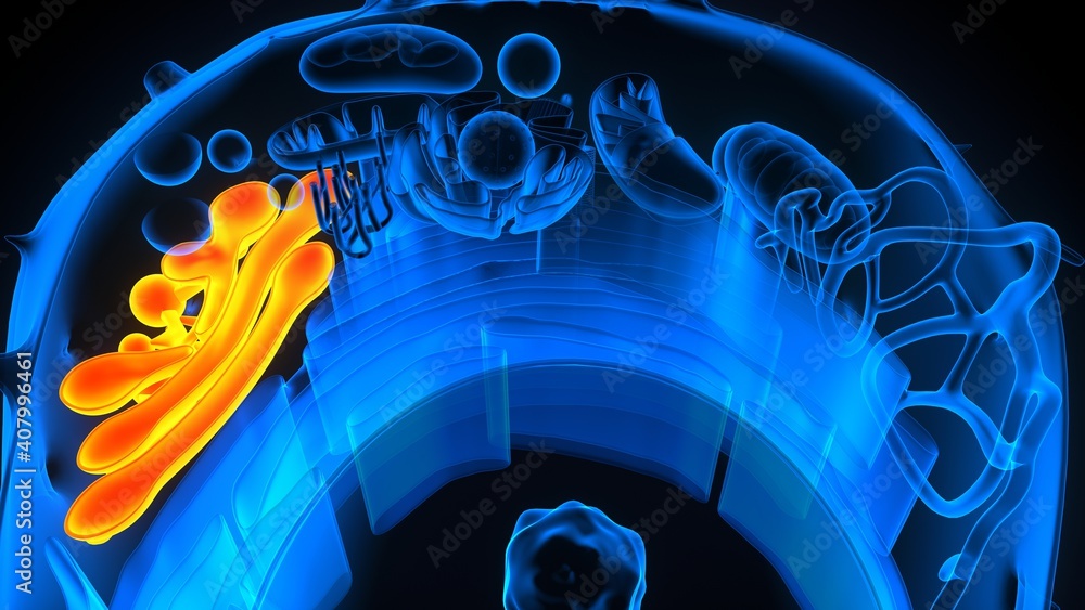 3d illustration of animal cell anatomy Stock Illustration | Adobe Stock