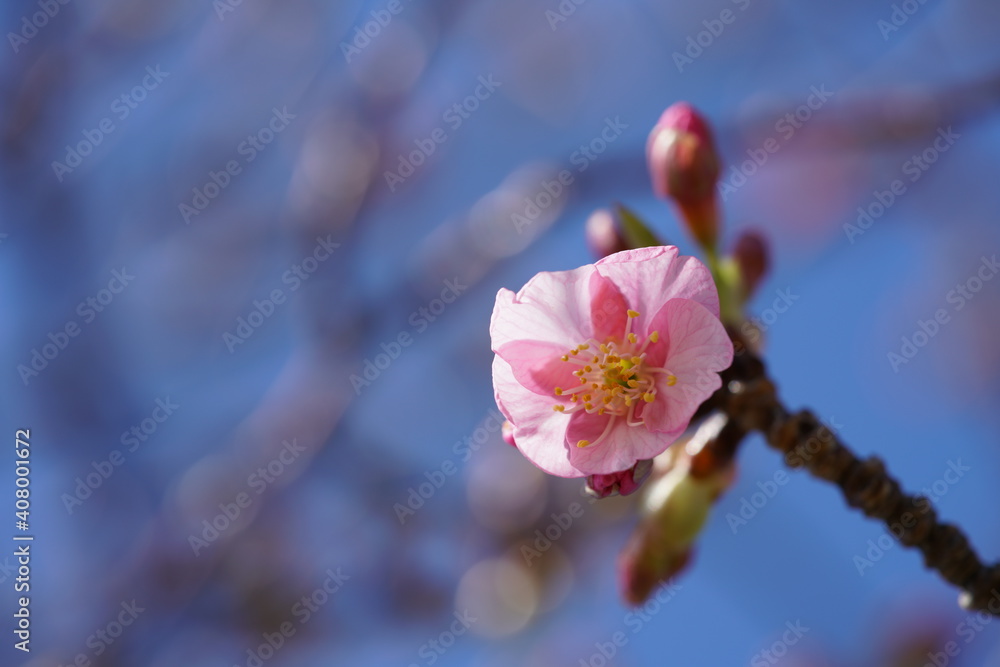 Light Pink Flowers of Cherry 'Kawazu-zakura' in Full Bloom Stock Photo ...