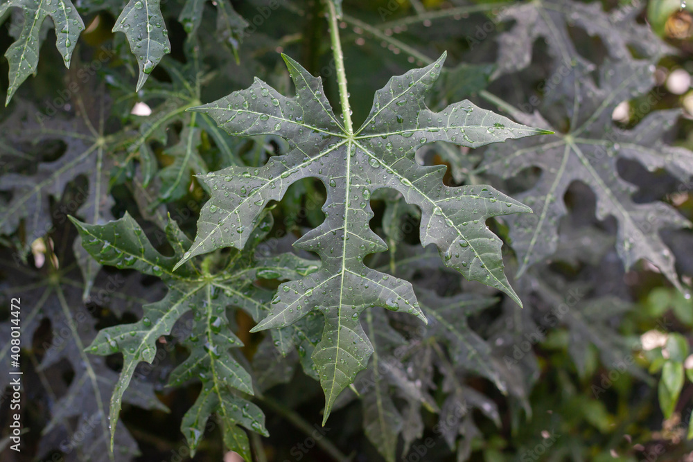 Cnidoscolus aconitifolius or chaya plants with rain drops in the garden ...