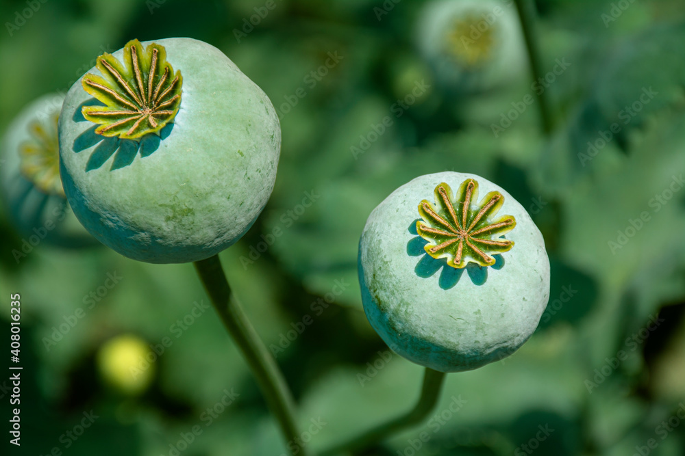 Poppy fruit dry shell head with seeds grown on meadow. Close up ...