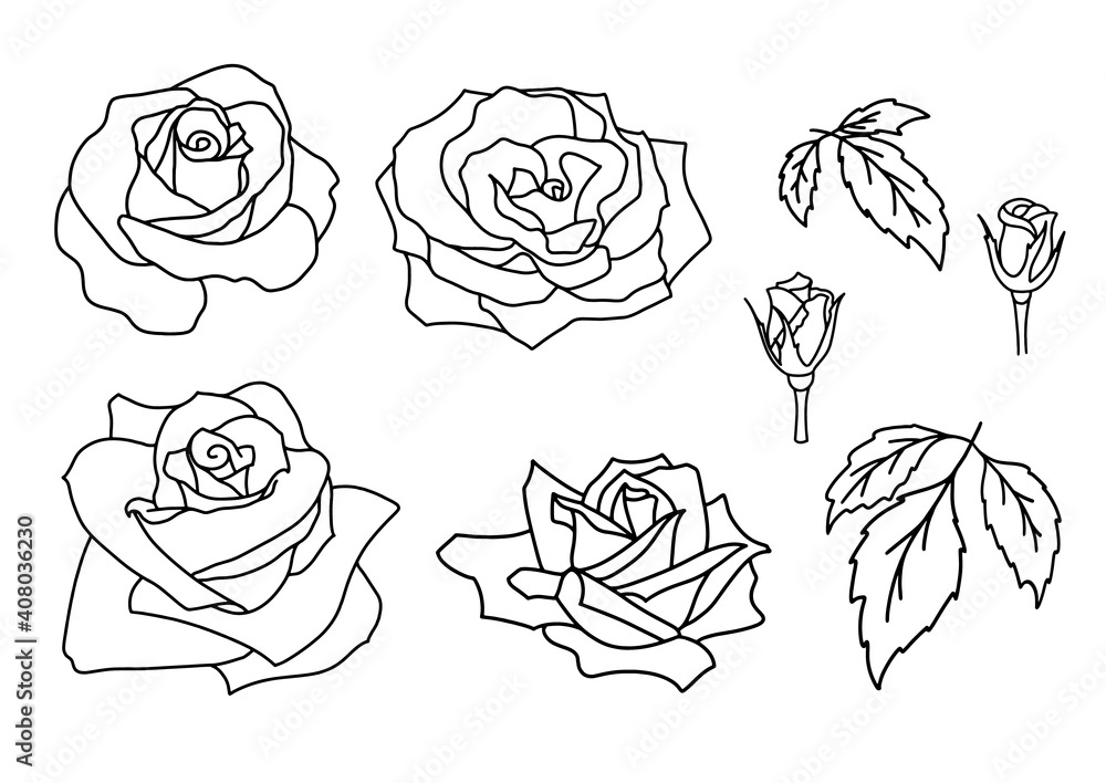 Vector set of outline blooming Rose petal, flower and leaves isolated ...