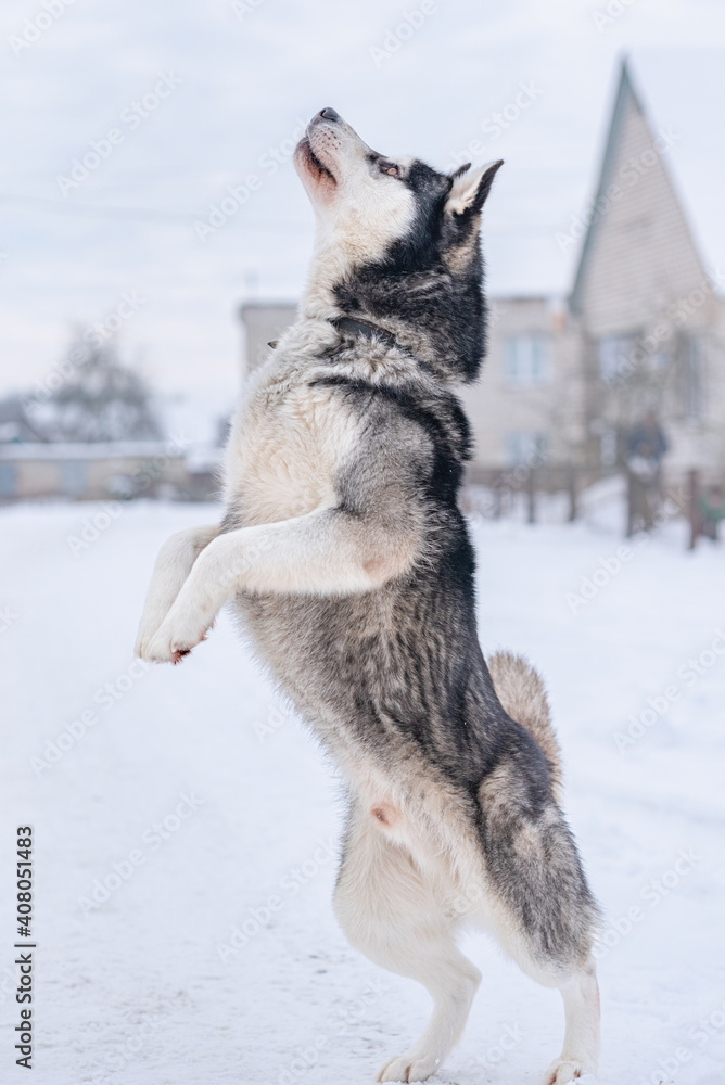 Siberian husky stands on its hind legs in the snow. Stock Photo | Adobe ...