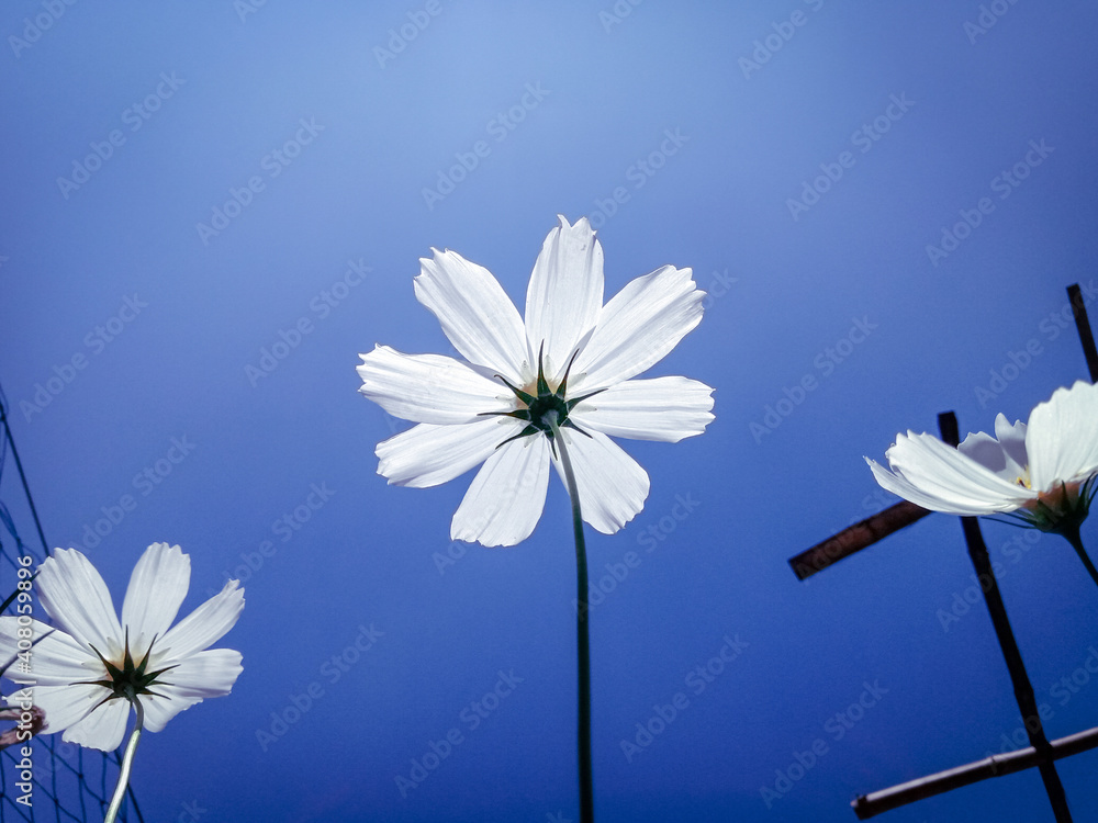 Beautiful cosmos flower from back side with blue background of sky ...