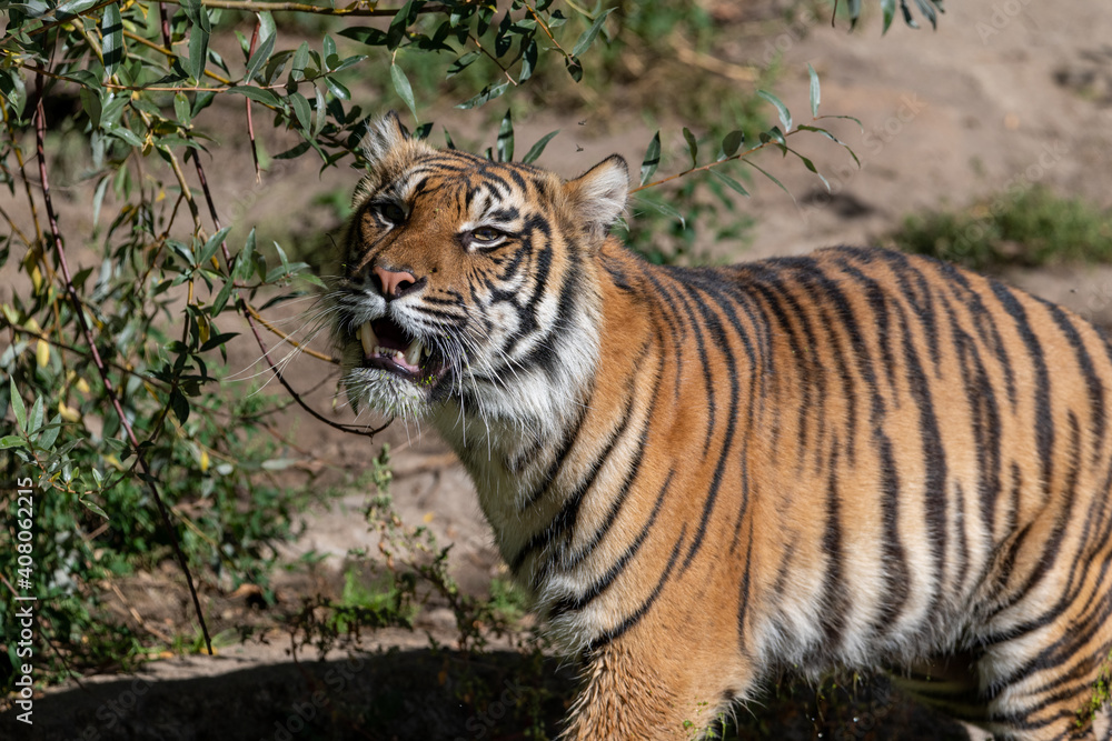 Tiger with open maw showing teeth Stock Photo | Adobe Stock