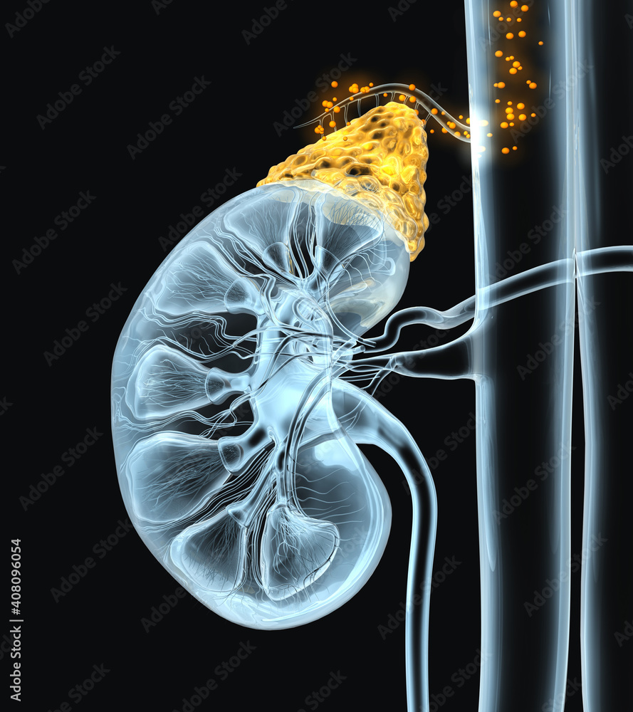 Human kidney with highlighted adrenal gland and hormones floating in ...