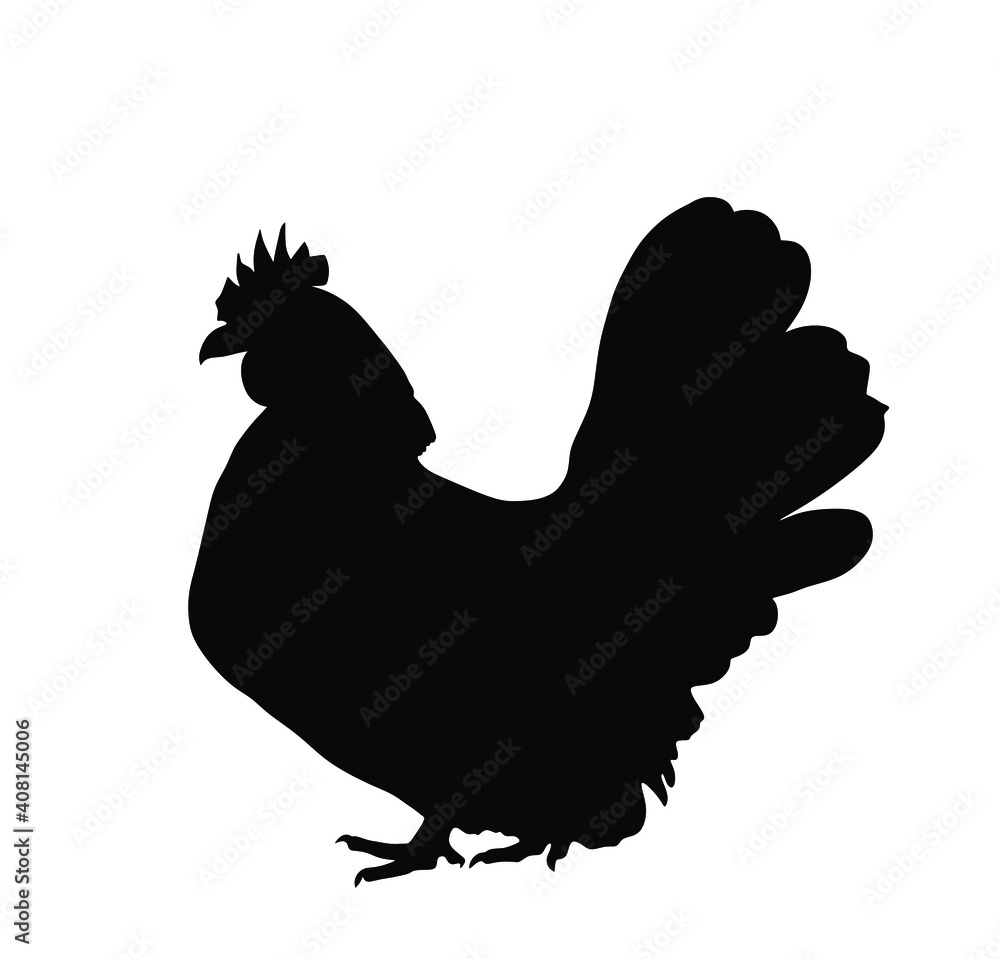 Chicken vector silhouette illustration isolated on white background ...