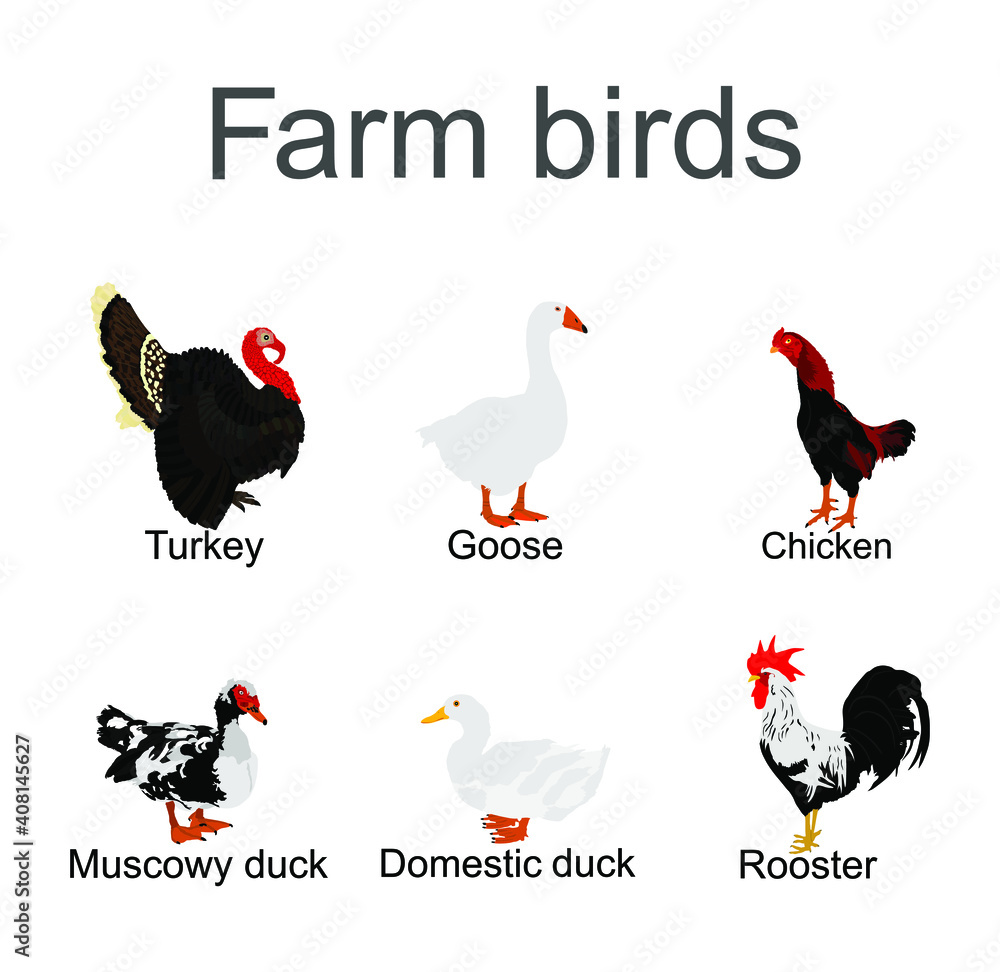 Farm fowl birds vector illustration isolated on white background ...