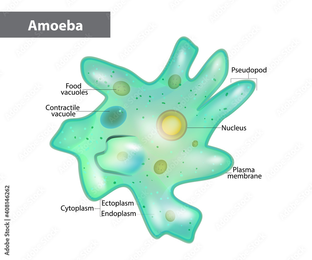 Poster Body structure of an amoeba proteus – Wall Art | UkPosters