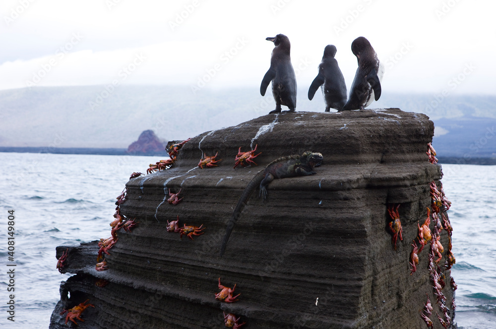 Ecuador. Parque Nacional de las Islas Galapagos. Zapayas (Grapsus ...