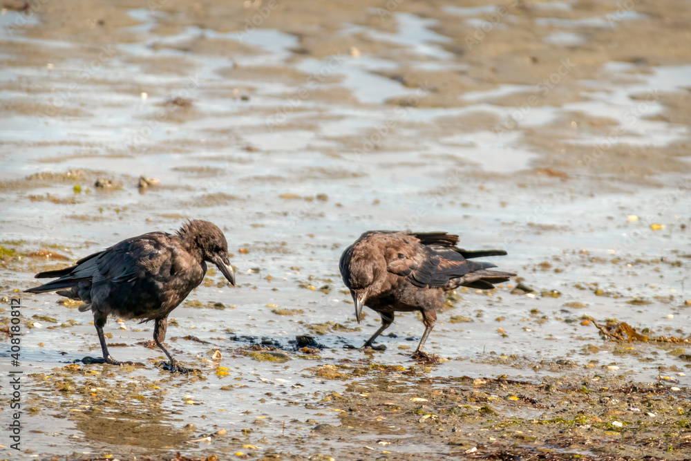 Crow and crows feeding on a sandy beach Stock Photo | Adobe Stock