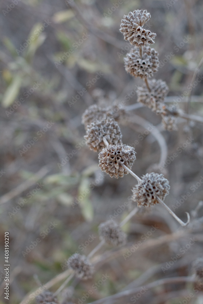 Grey empty bracts previously housing dehiscent nutlet fruit of Black ...