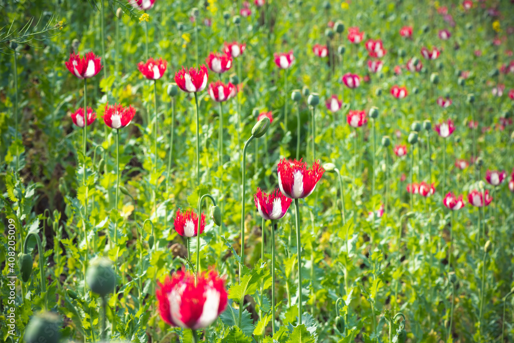 Poppy Papaver somniferum, commonly known as opium poppy or breaded ...