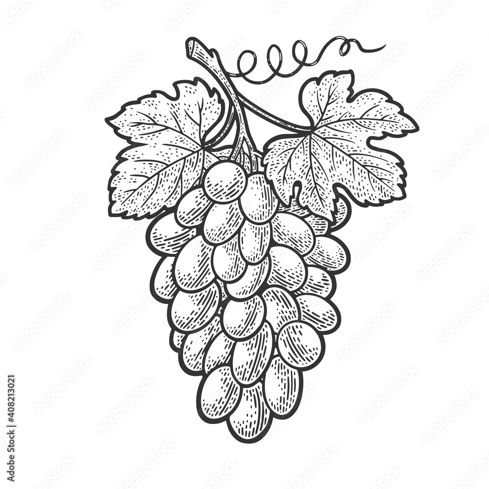 Grapes Sketch