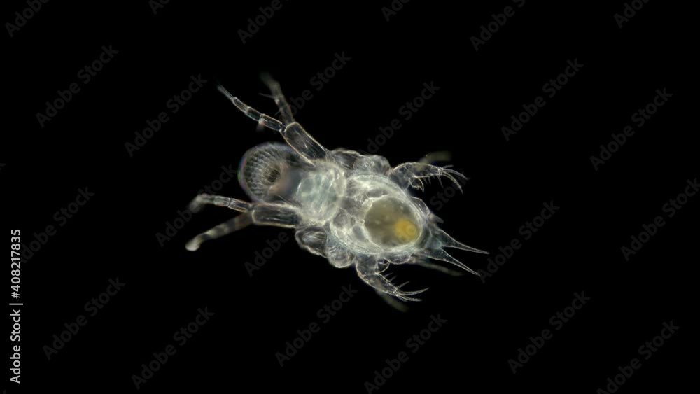water flea Polyphemus pediculus under a microscope, predatory ...