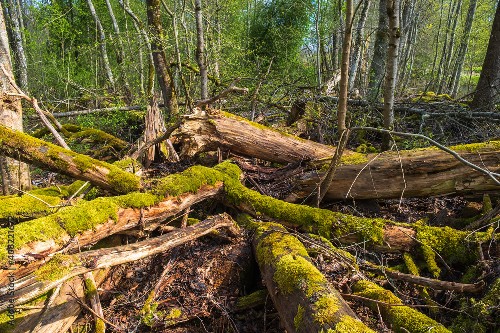 Old rotten tree trunks with moss in a forest Stock Photo | Adobe Stock