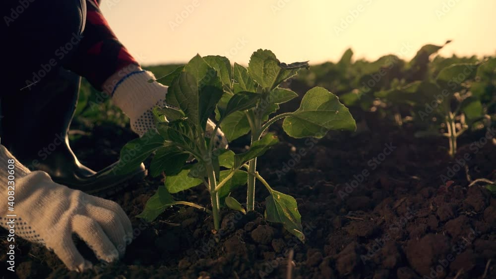 The farmer's in the field. The farmer's hands work large at sunset ...