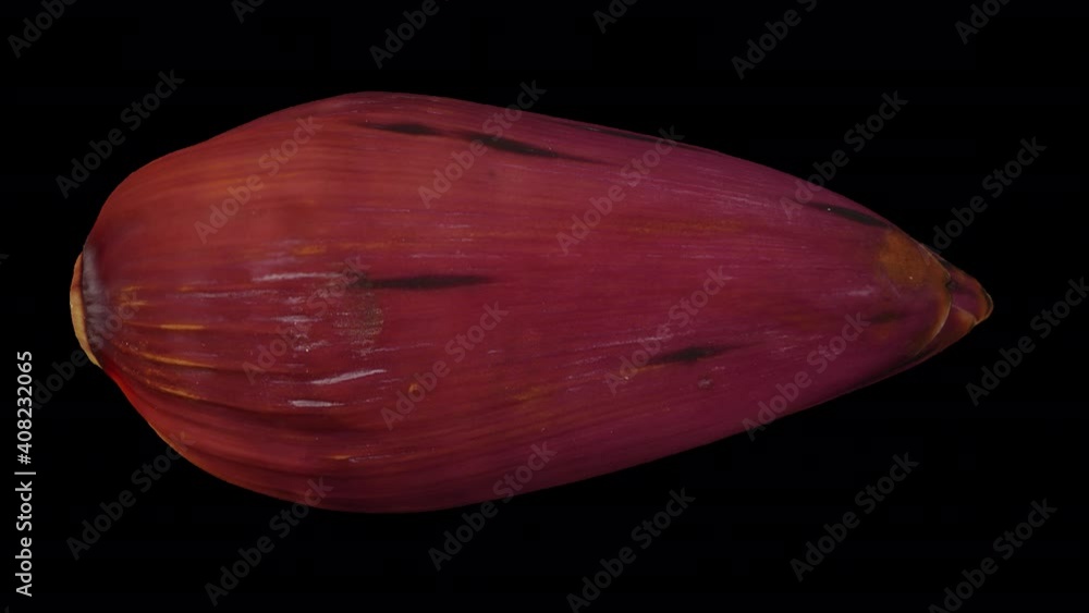 Realistic render of a rolling Banana Flower (also called a banana ...