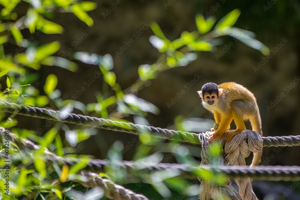 Capuchin monkey on tree in zoo, monkey, Cebinae Stock Photo | Adobe Stock