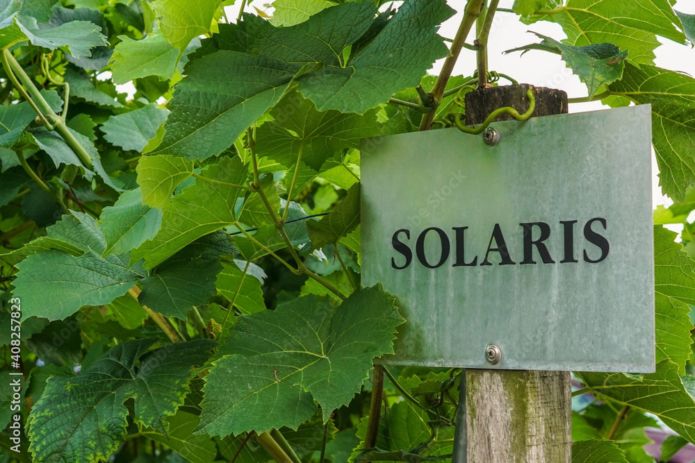 Vine plants with a "Solaris" sign on a vineyard in Saxony. "Solaris" is ...