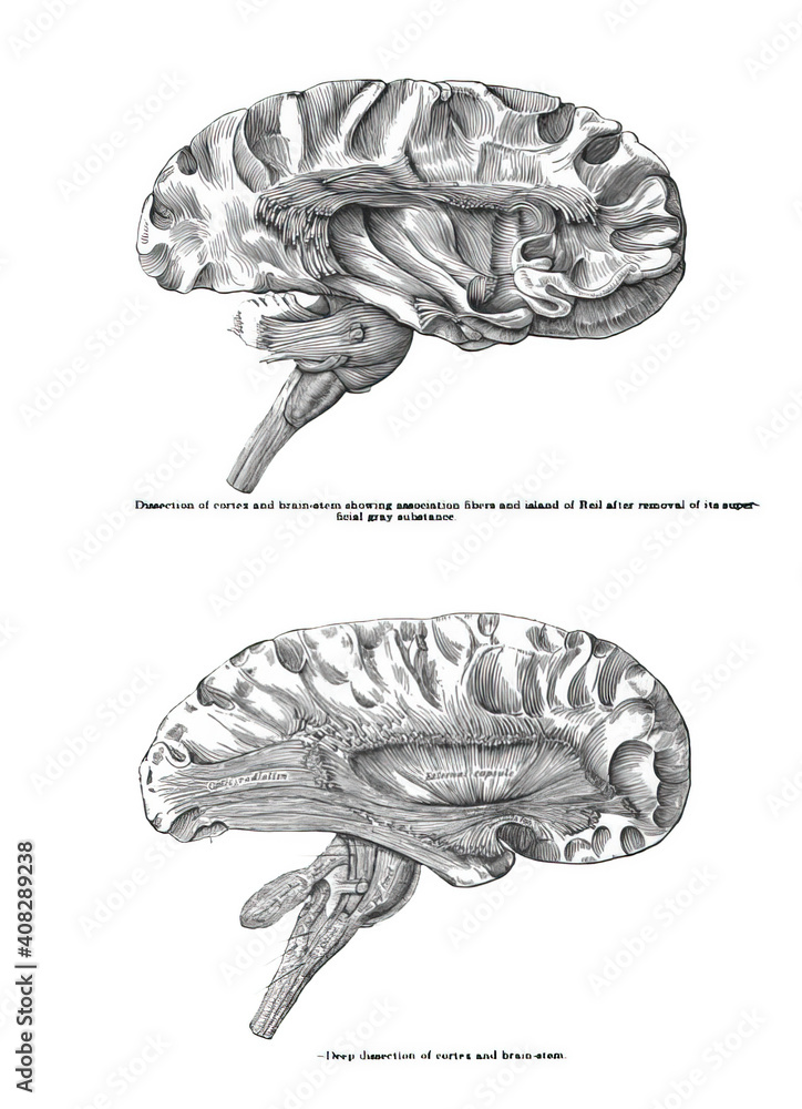 Drawing of Brain from a 19th-century anatomy textbook Stock ...