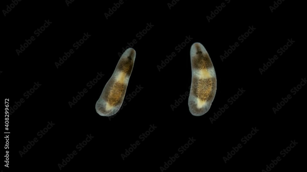 A flatworm from the order Proseriata under a microscope. Phylum ...