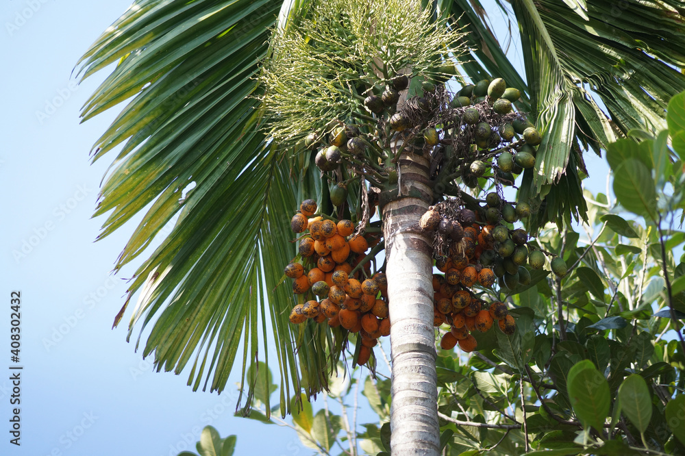Areca Nut Tree