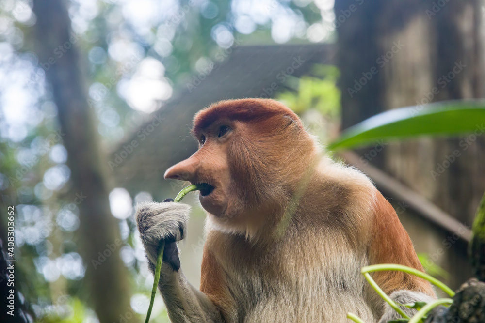 The closeup image of proboscis monkey. It is a reddish-brown arboreal ...