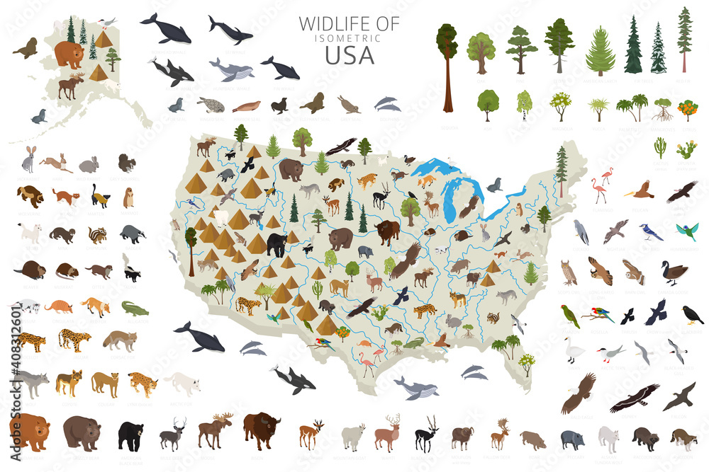 Isometric 3d of USA wildlife. Animals, birds and plants constructor ...