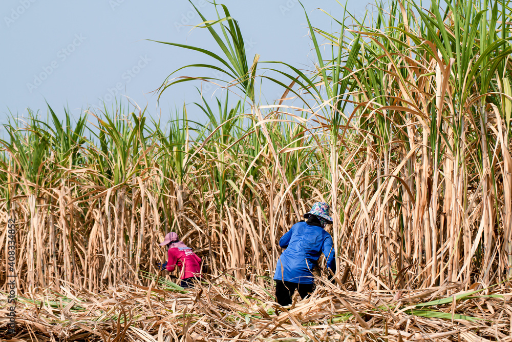 sugarcane farmer at sugar cane field in harvest season, sugarcane ...