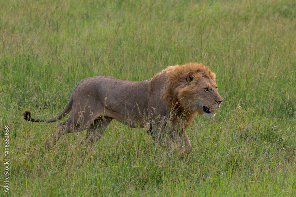 african male lion running on the way to hunt a buffalloe baby and ...