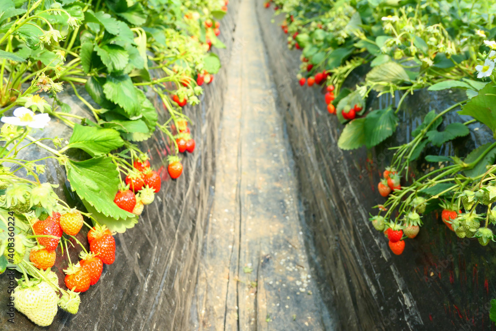 strawberry farm for strawberry picking Stock Photo | Adobe Stock