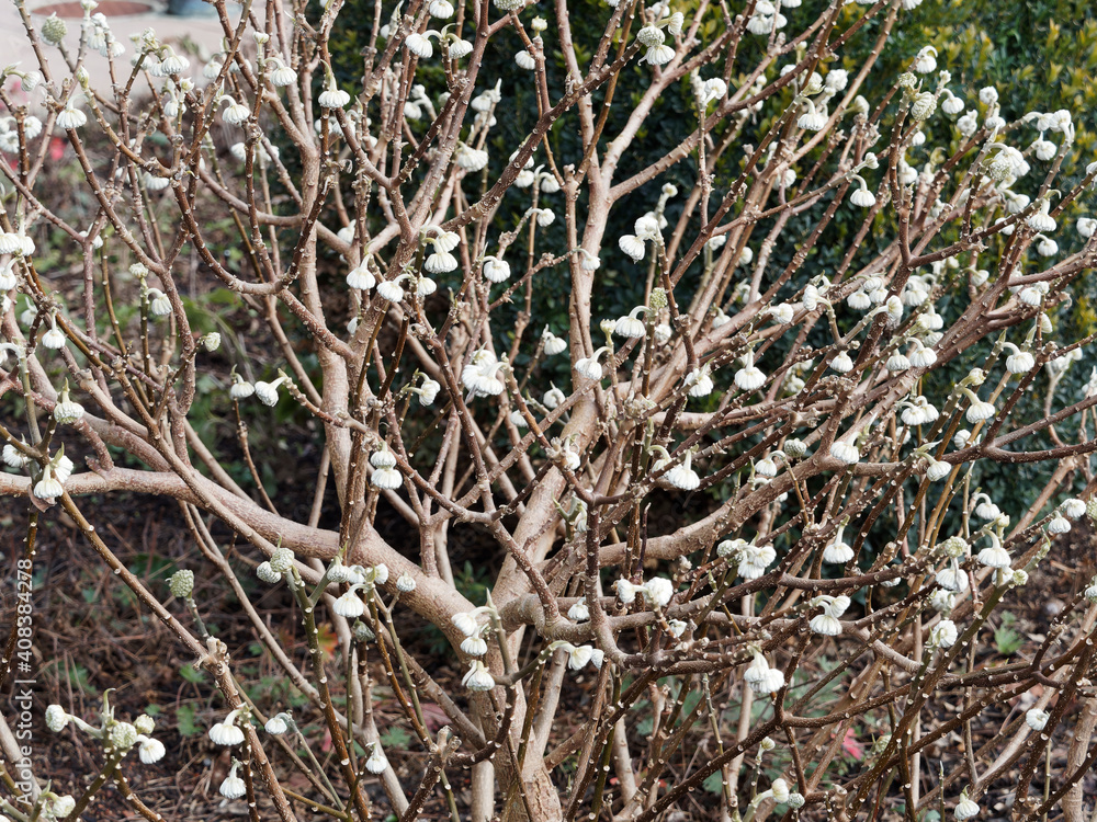 (Edgeworthia chrysantha) Oriental Paper Bush or Chinese Paper Bush ...