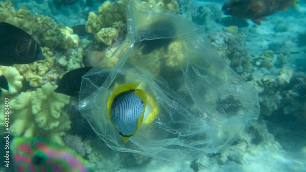 Blackback Butterflyfish trapped to the plastic bag and is trying to ...