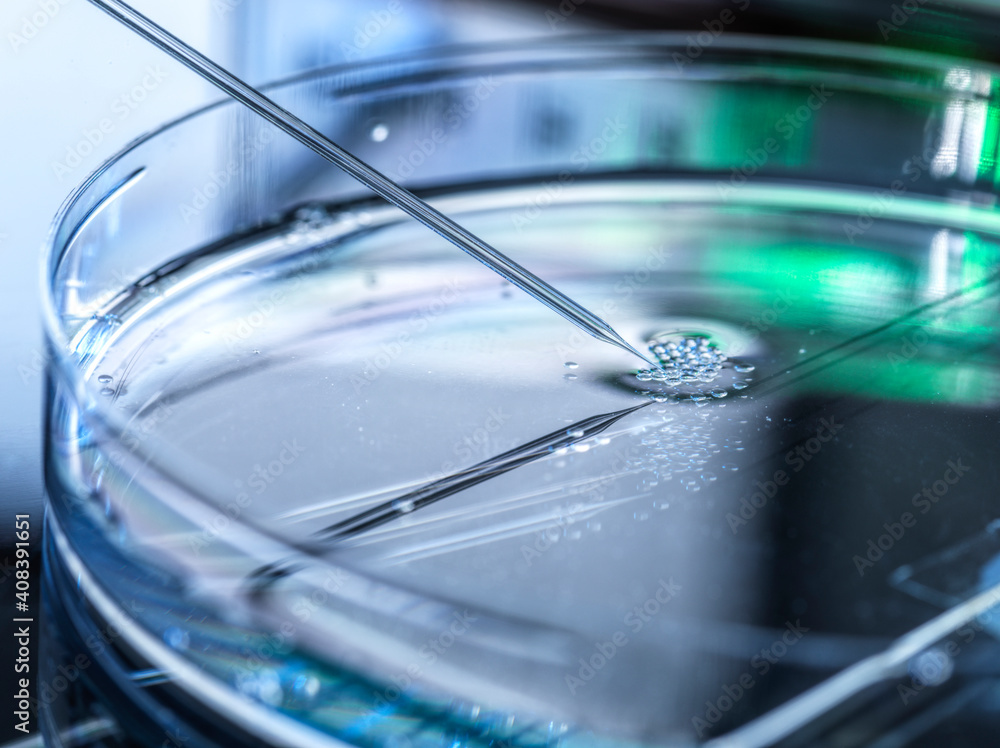 Nuclear transfer being carried out on several embryonic stem cells used ...