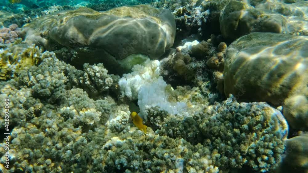 Bleaching and death of corals from excessive seawater heating due to ...