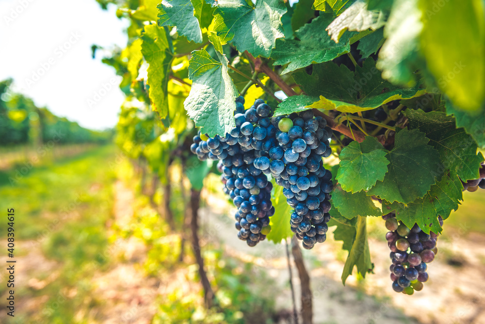 Grape field growing for wine. Vineyard hills. Summer scenery with ...