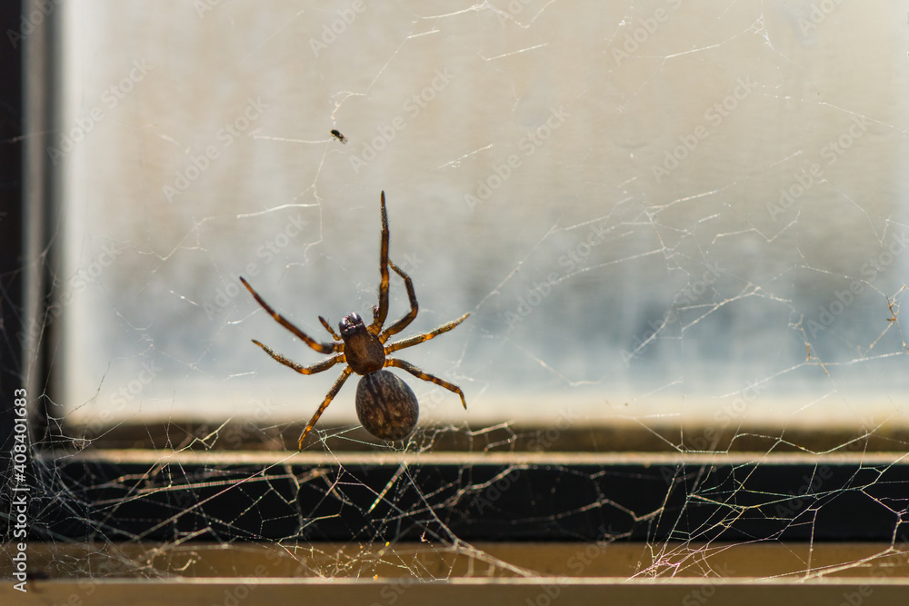 Brown house spider on windowsill Stock Photo | Adobe Stock