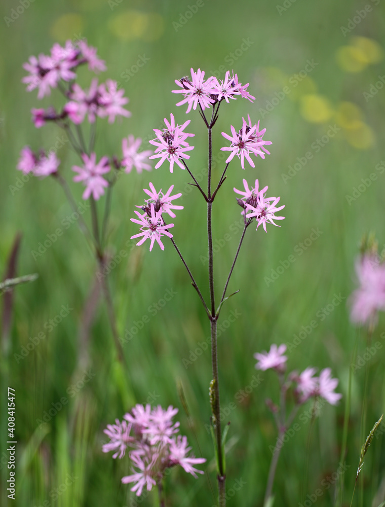Cuckoo Flower Stock Photo | Adobe Stock