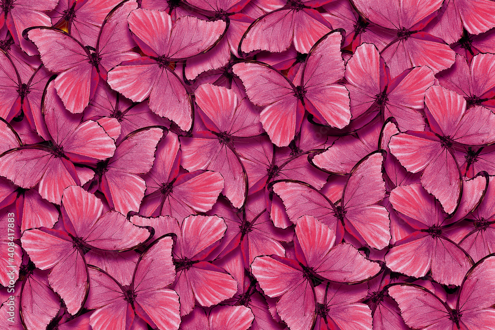 Shades of pink. Wings of a butterfly Morpho. Flight of bright pink ...